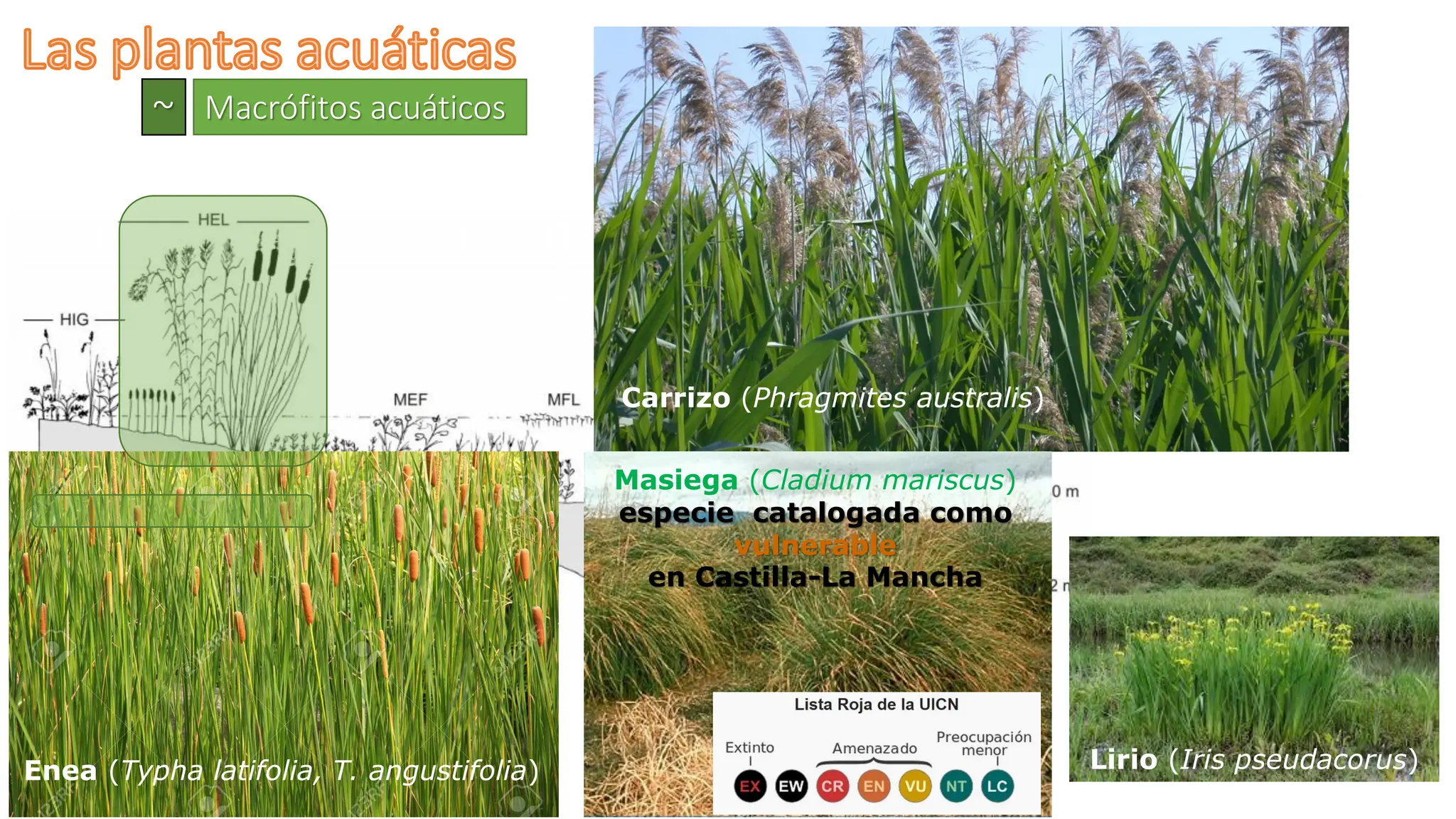 Macrofitas acuaticas sumergidas conservacion | PDF