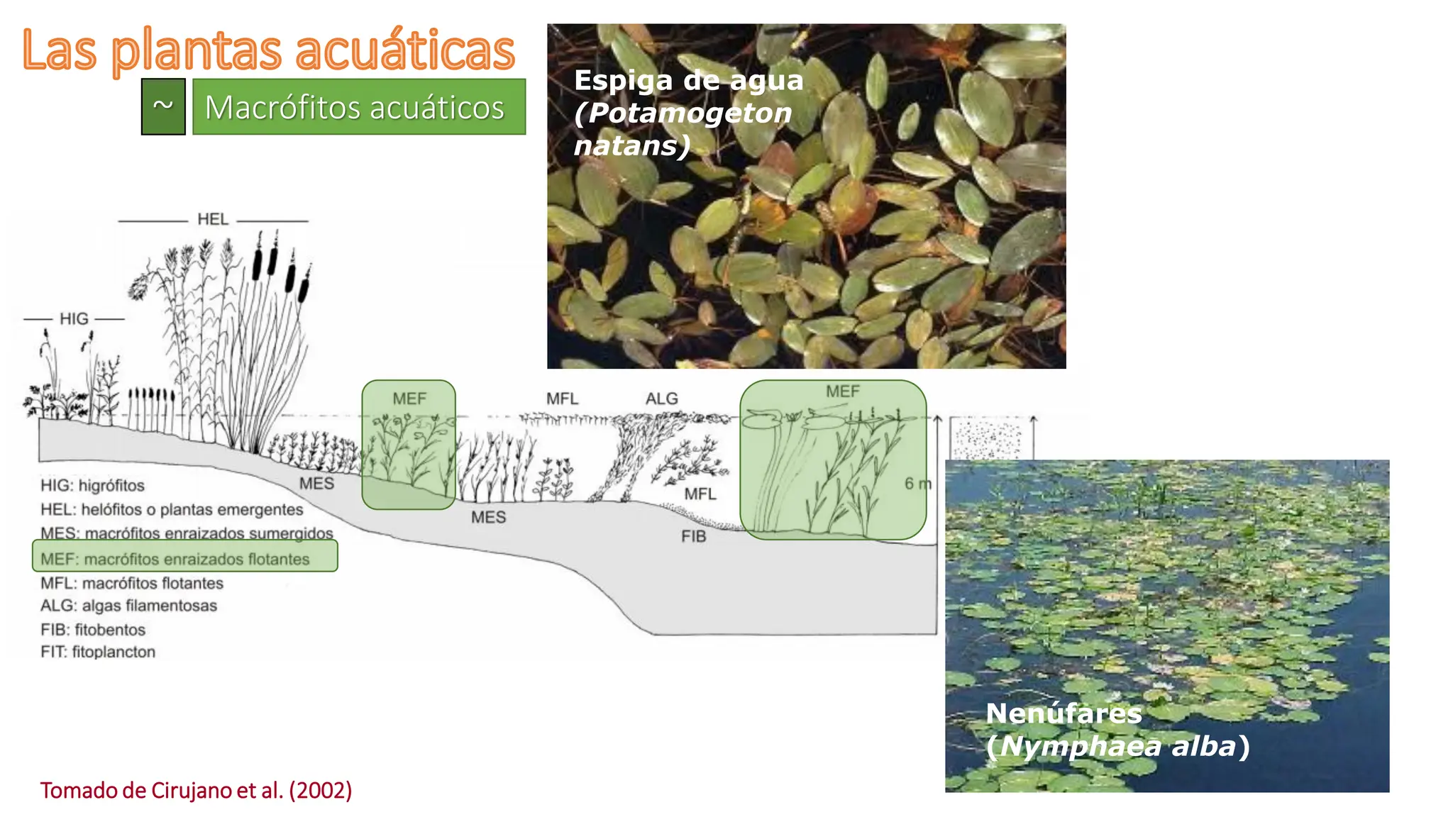 Macrofitas acuaticas sumergidas conservacion | PDF