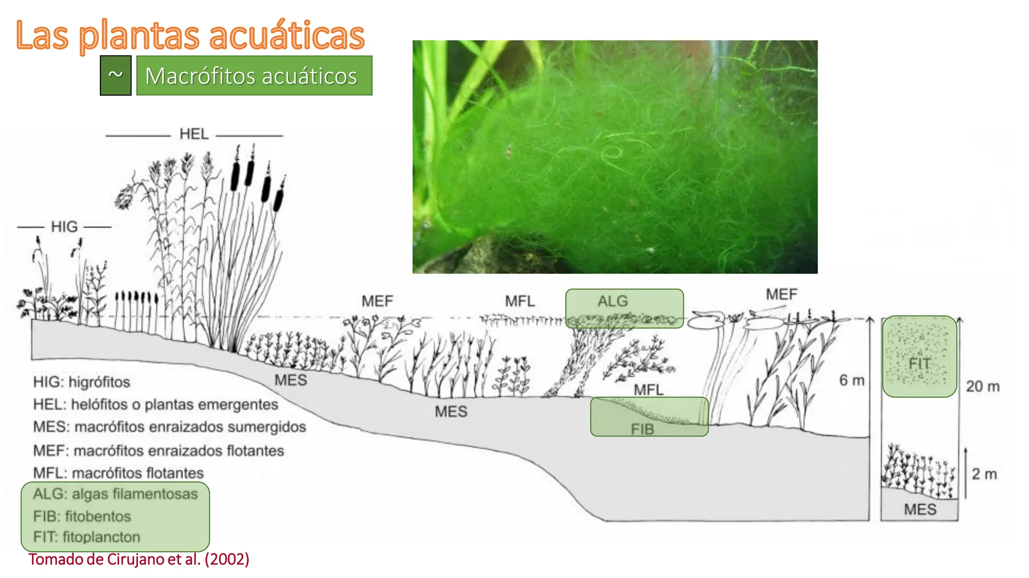 Macrofitas acuaticas sumergidas conservacion | PDF