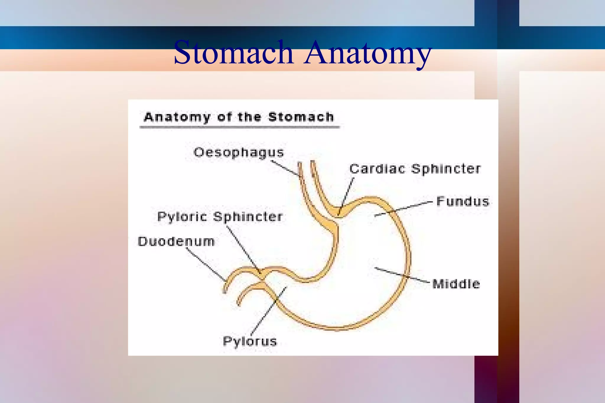 Presentation 1 stomach | ODP
