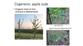 Pres4_cisgenesis.pptx