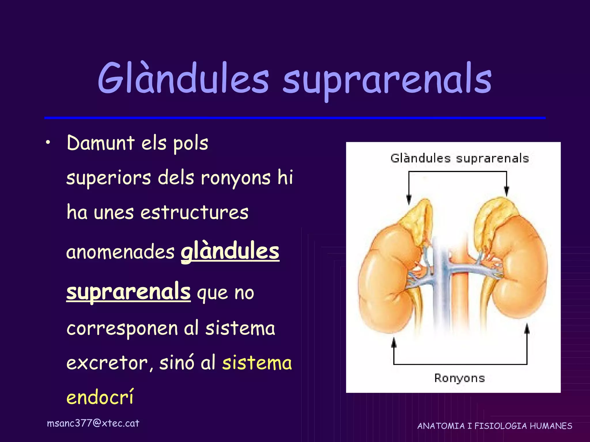 Aparell Excretor | PPT