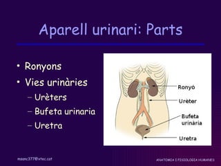 Aparell Excretor | PPT