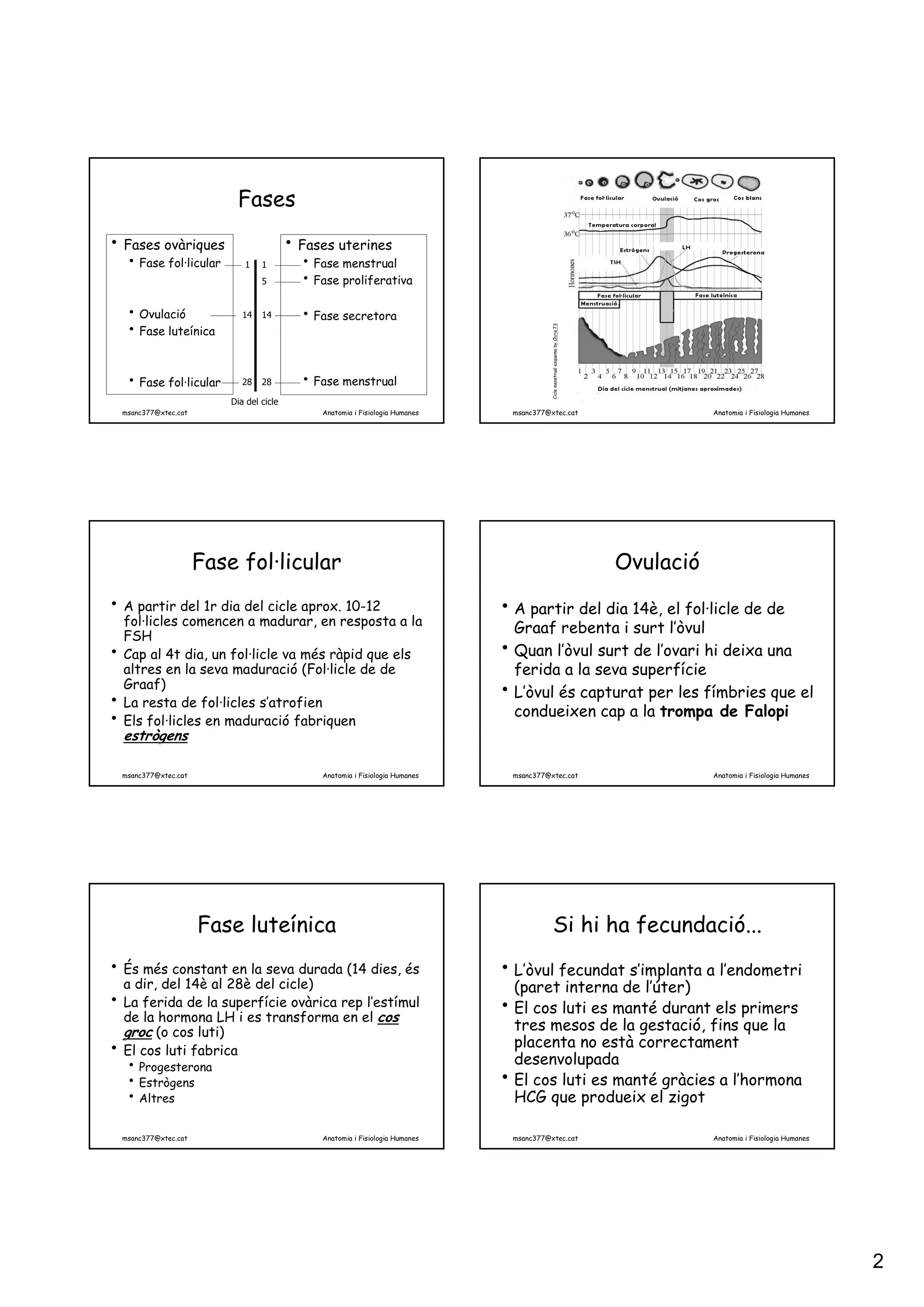 Pres Anat Reproductor Cicle Menstrual Imprimible | PDF
