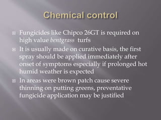 BROWN PATCH DISEASE (Rhizoctonia solani)Presantation | PPTX