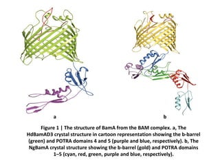 Molecular and Structural Mechanism for Beta Barrel Proteins ...