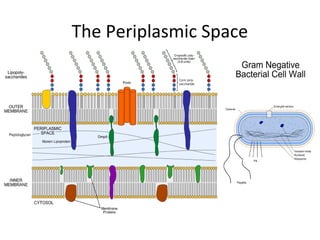 Molecular and Structural Mechanism for Beta Barrel Proteins Incorporation in Cells | PPT