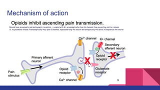 Prescription opioids and the opiate epidemic | PPTX | Illegal Drugs ...
