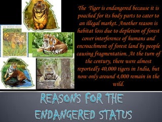 CONSERVE TIGER | PPTX | Zoos & Aquariums | Attractions