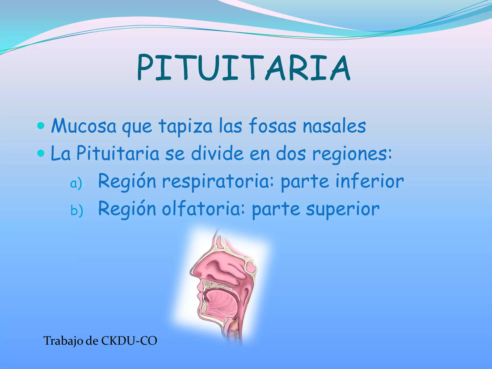SENTIDO DLE OLFATO | PDF | Ear, Nose and Throat Conditions | Diseases ...
