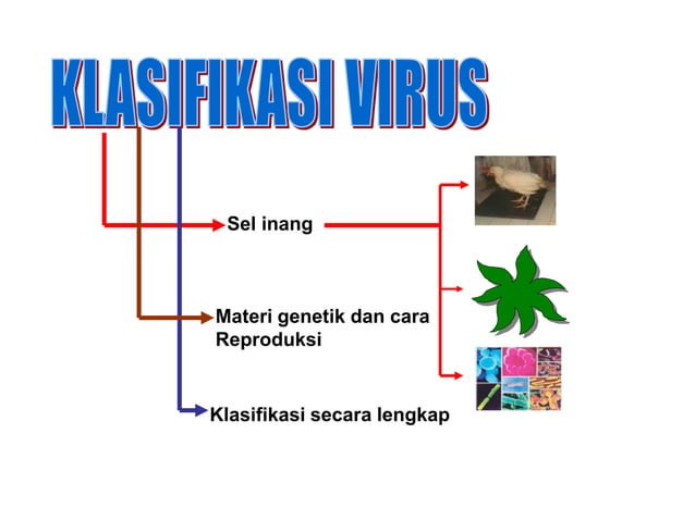 Presen-VIRUS.ppt