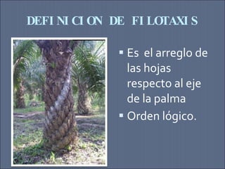 Presenatacion De Filotaxis | PPT