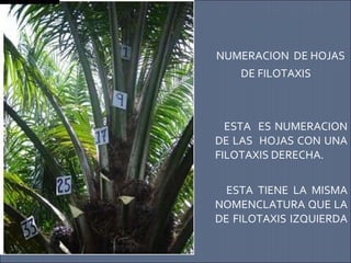 Presenatacion De Filotaxis | PPT