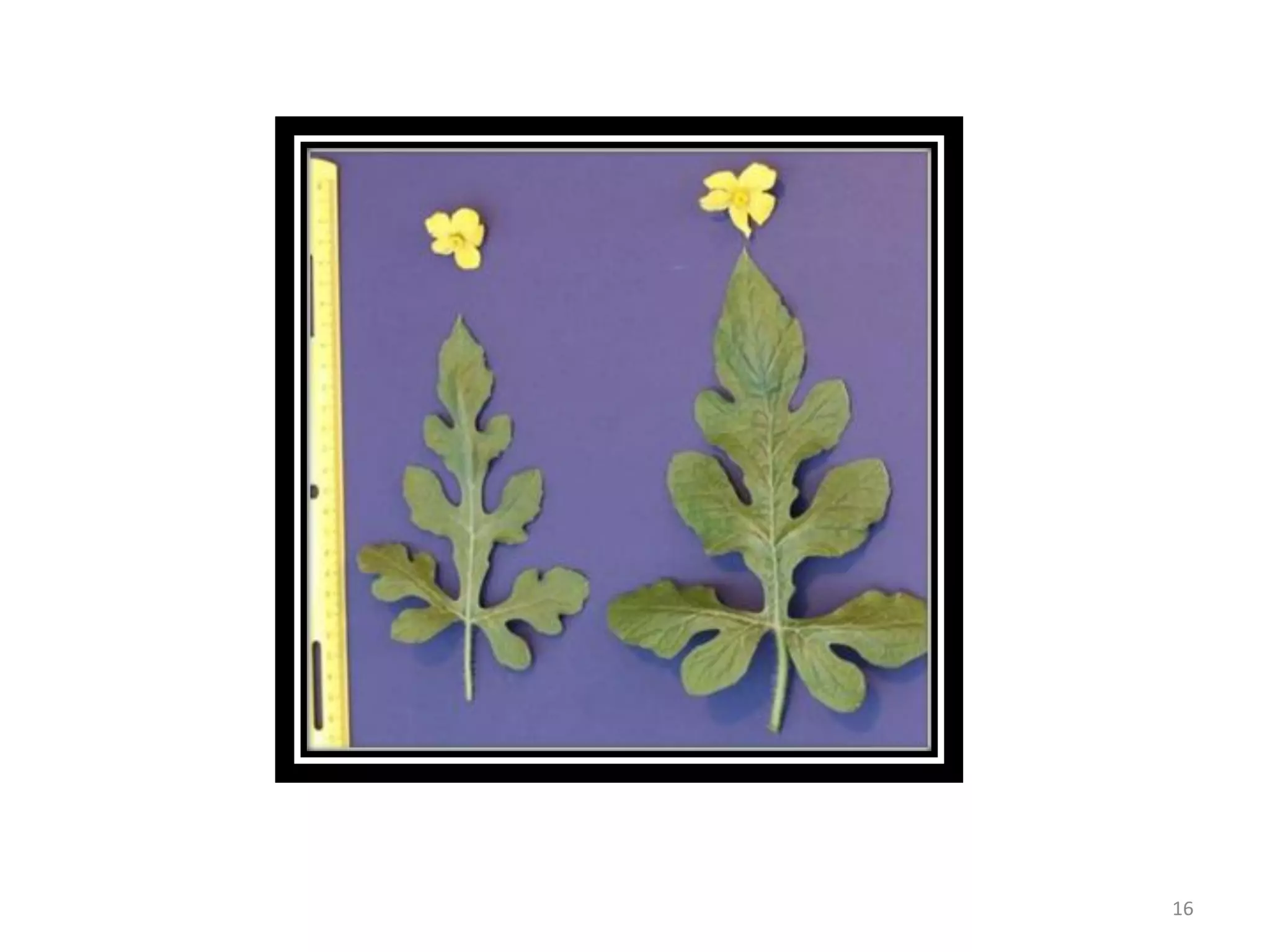 monoploidy definition and application of monoploidy in agriculture | PDF