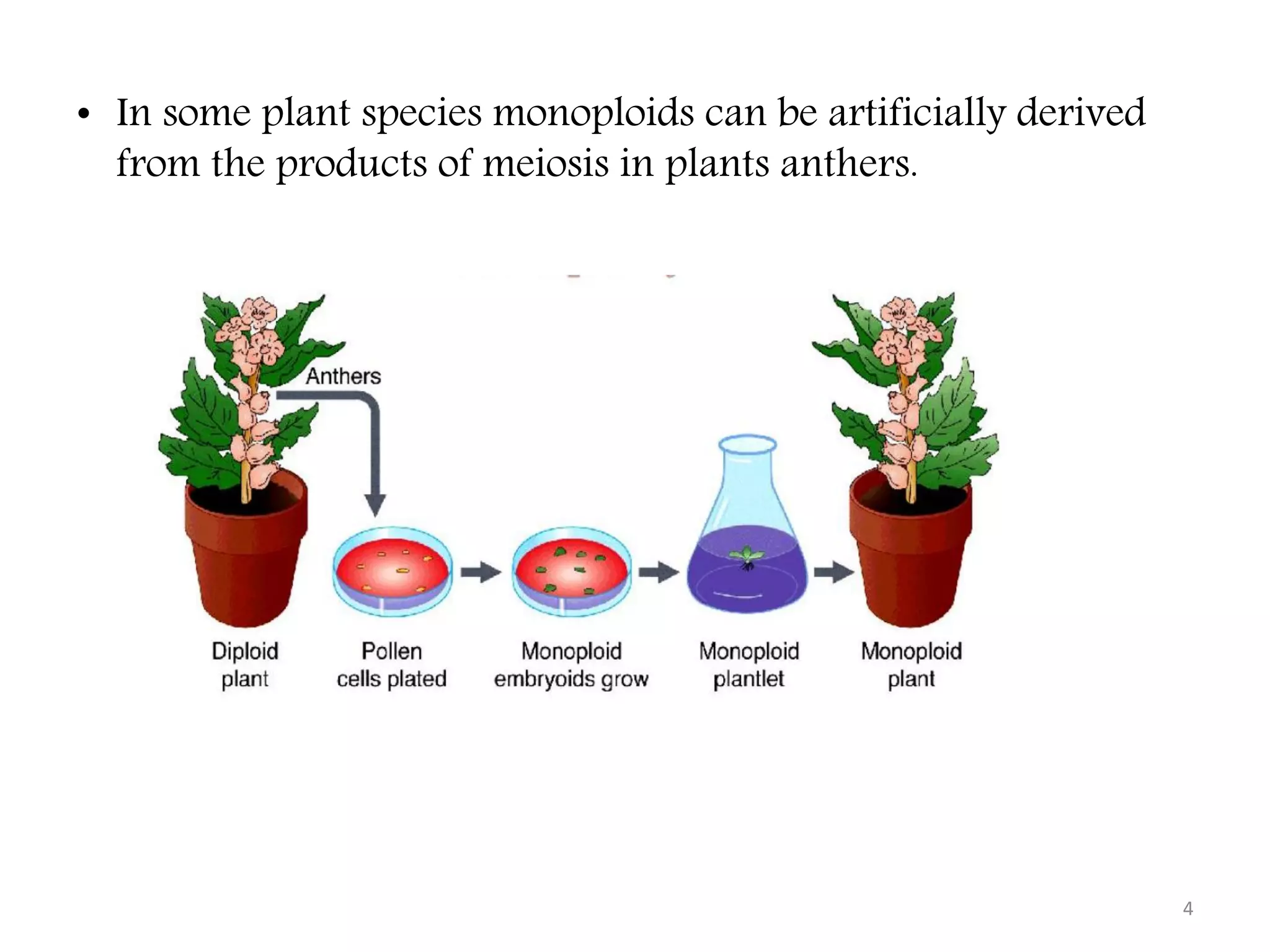 monoploidy definition and application of monoploidy in agriculture | PDF