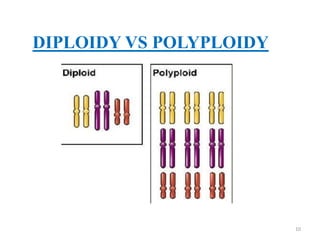 monoploidy definition and application of monoploidy in agriculture | PDF