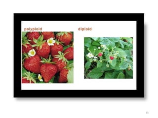 monoploidy definition and application of monoploidy in agriculture | PDF