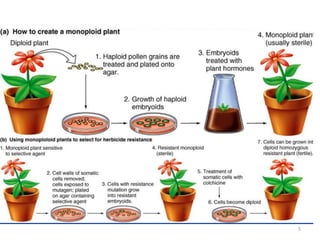 monoploidy definition and application of monoploidy in agriculture | PDF