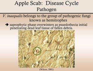Apple Scab Presentation | PDF