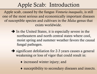 Apple Scab Presentation | PDF