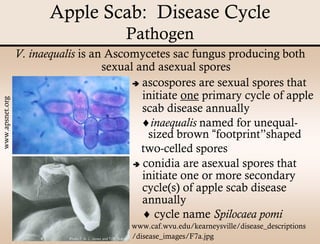 Apple Scab Presentation | PDF