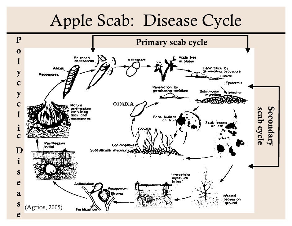 Apple Scab Presentation