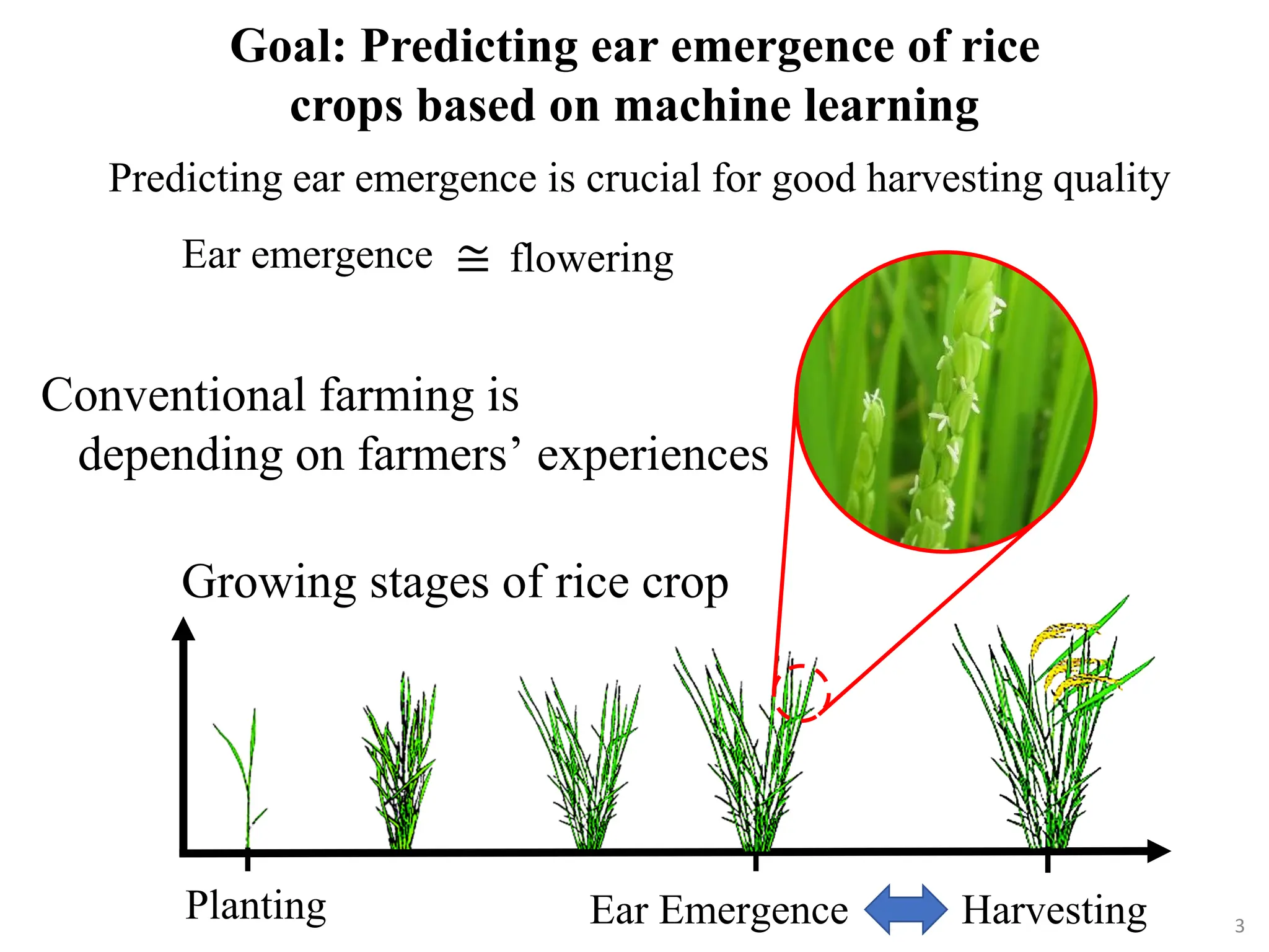 Stabilizing Predictive Performance for Ear Emergence in Rice Crops across Cropping Regions | PPT