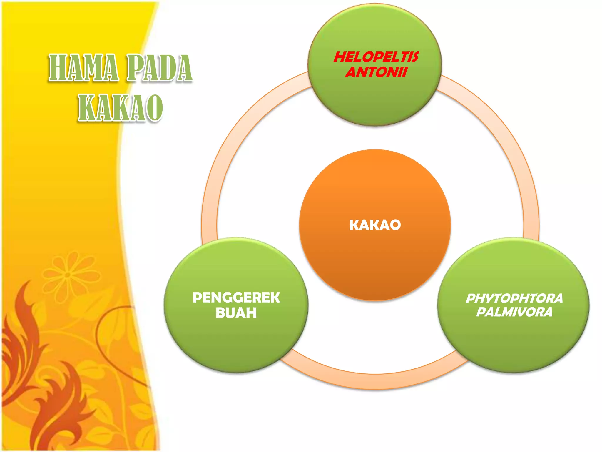 Hama Kepik Pada Kakao | PPTX