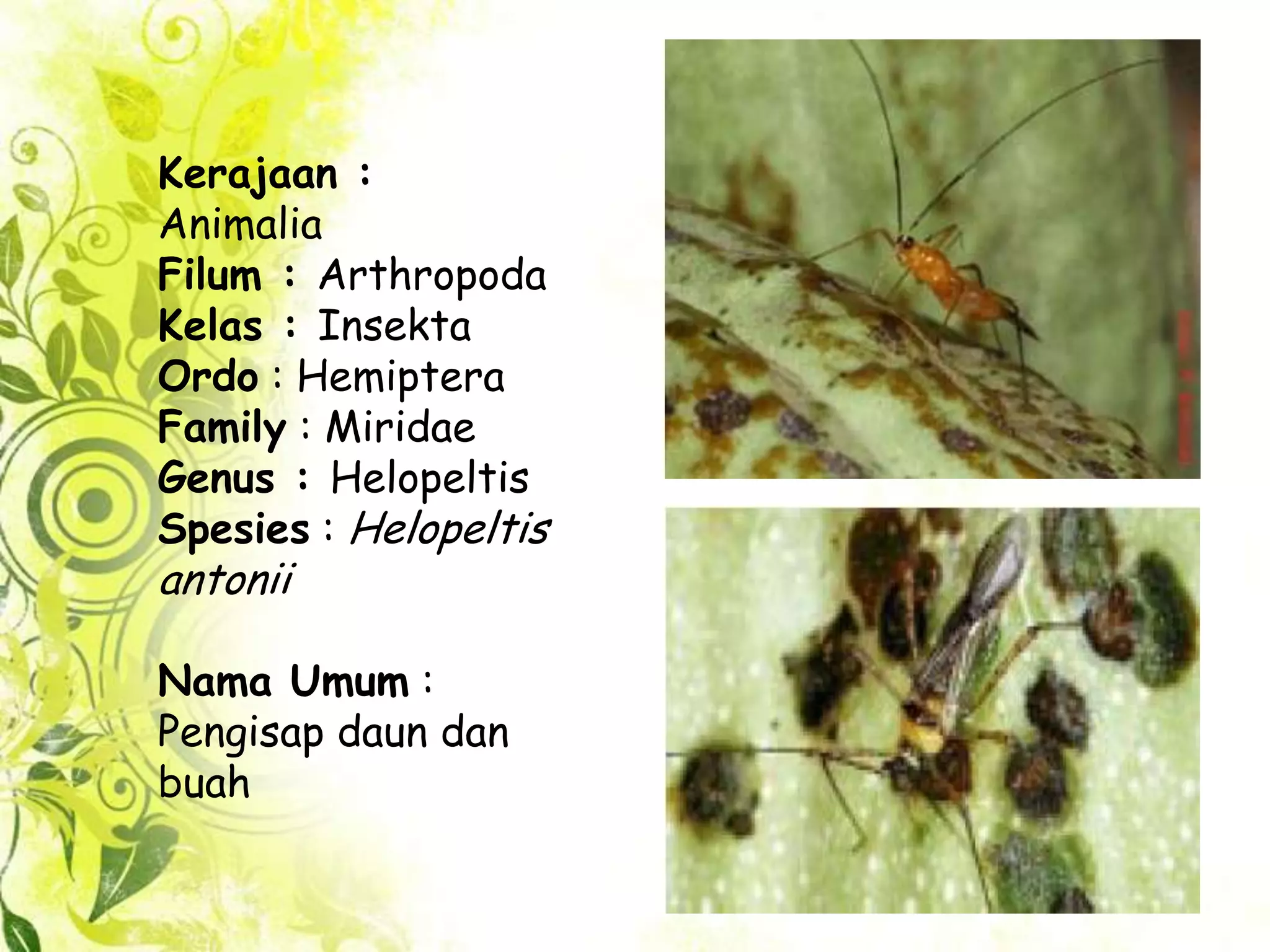 Hama Kepik Pada Kakao | PPTX