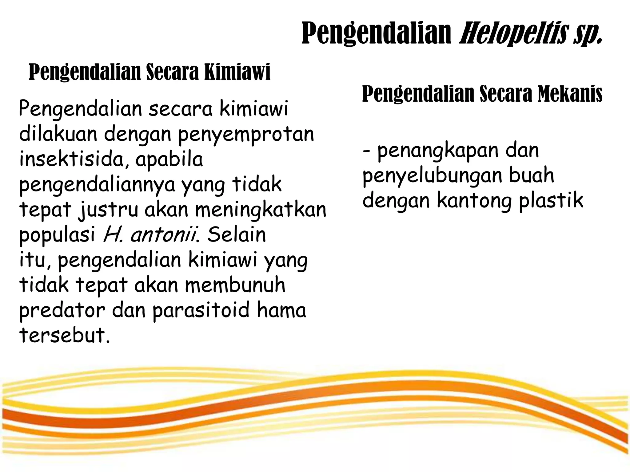 Hama Kepik Pada Kakao | PPTX