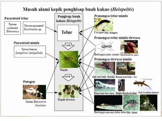 Hama Kepik Pada Kakao | PPTX