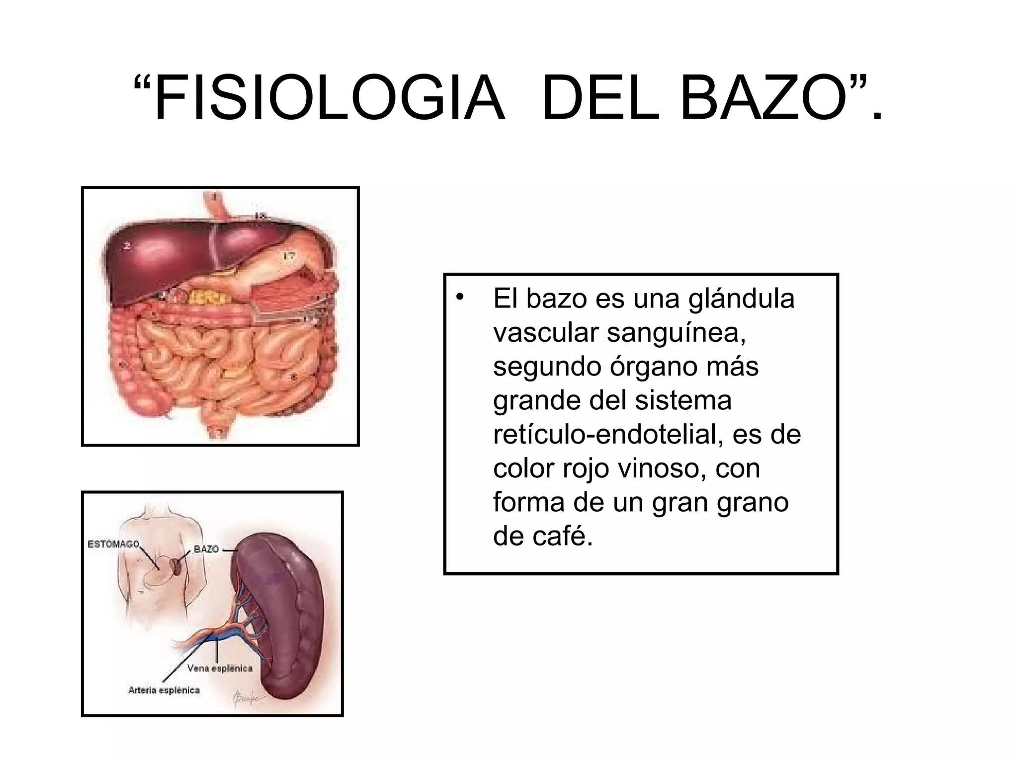 Present. fisiol del bazo | PPT