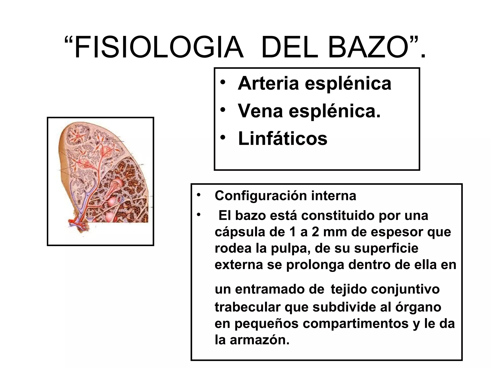 Present. fisiol del bazo | PPT