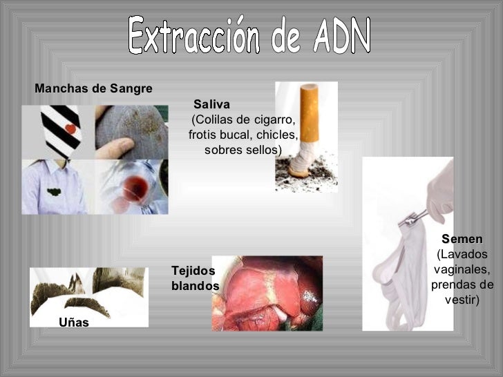 Técnicas De Análisis Del Adn En Genética Forense – JSBY