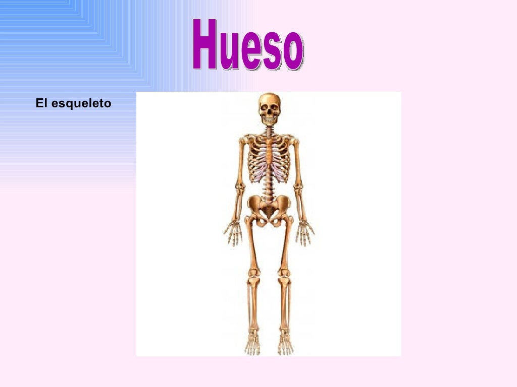 Aparato Locomotor Wikipedia La Enciclopedia Libre