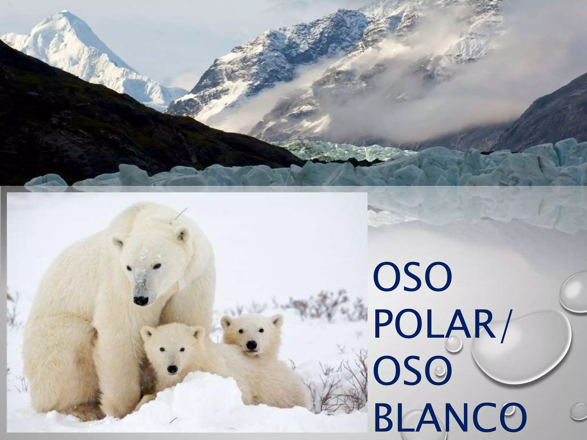 Animales raros | PPT