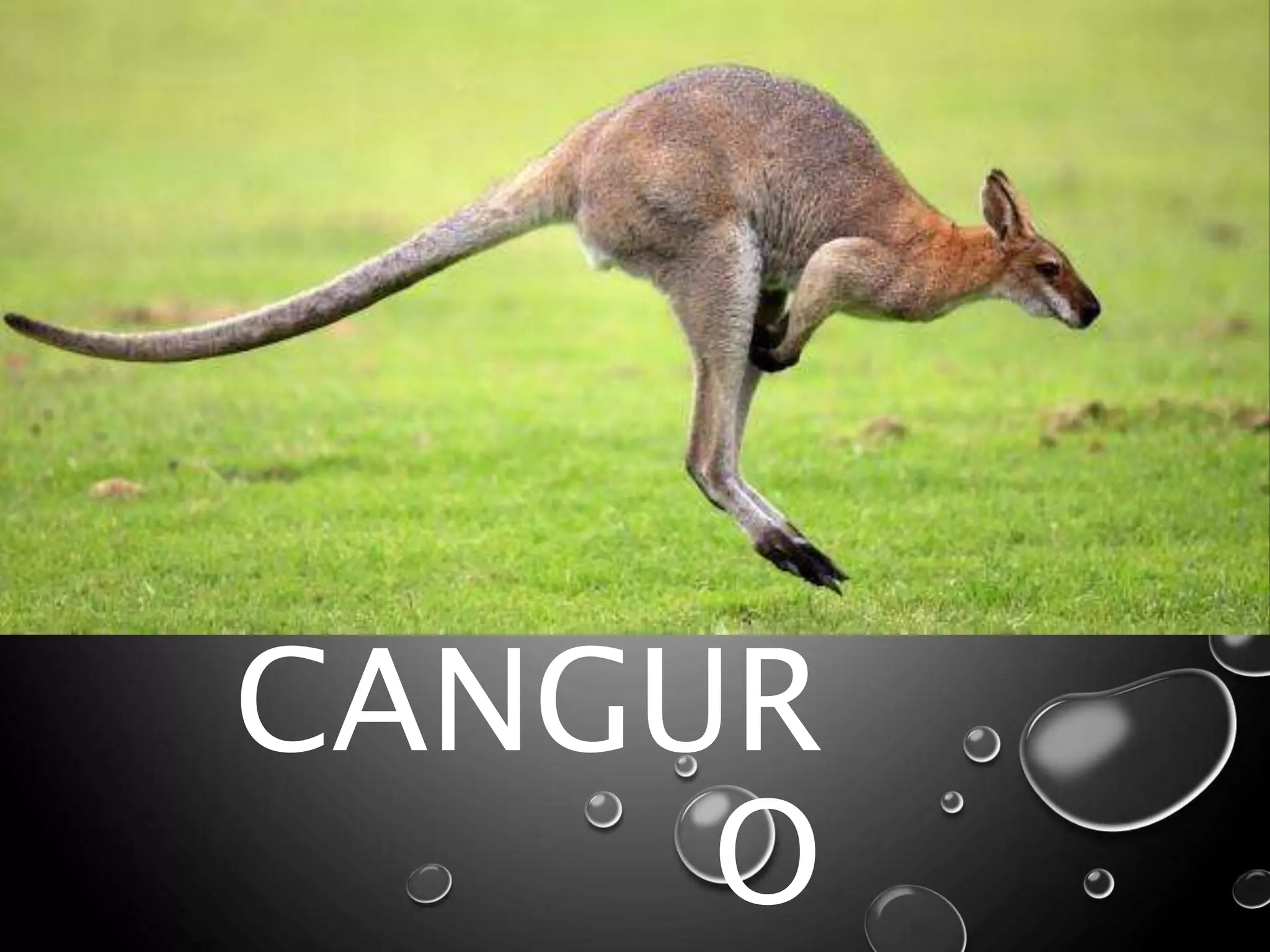 Animales raros | PPT