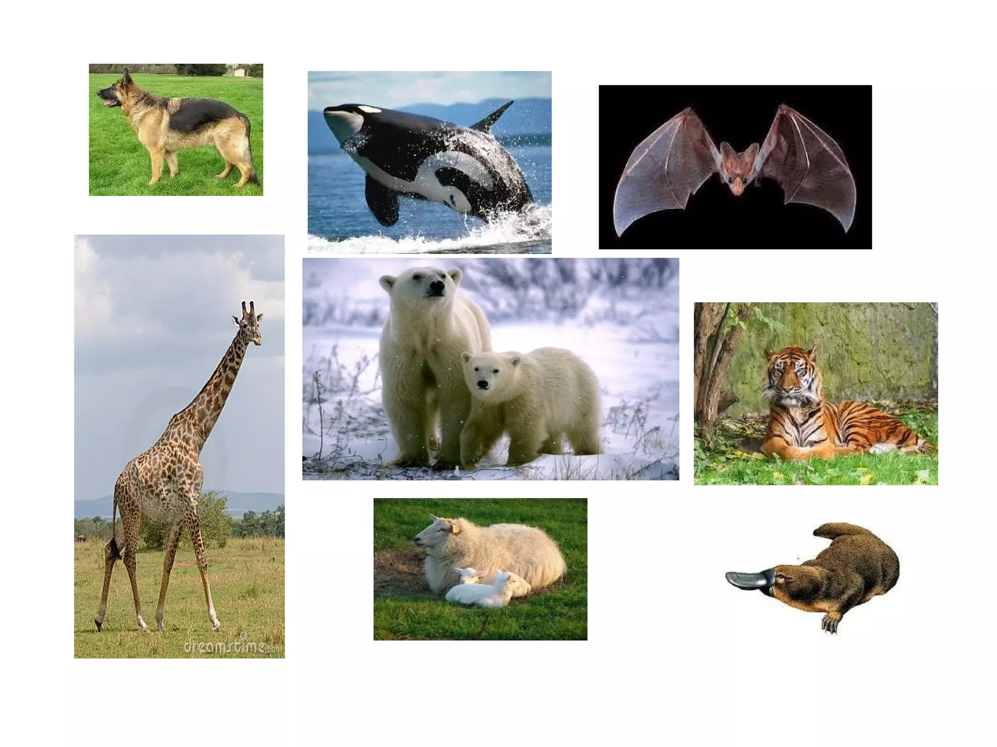 Presentació animals | ODP