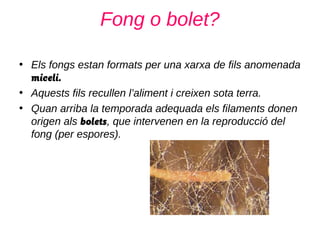 Presentació bolets | PPT