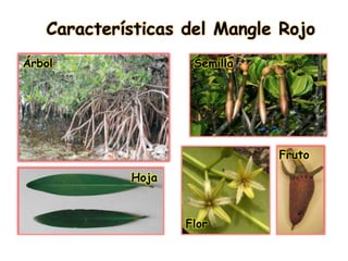 presentacic3b3n-manglares-taller-maestros.pptx