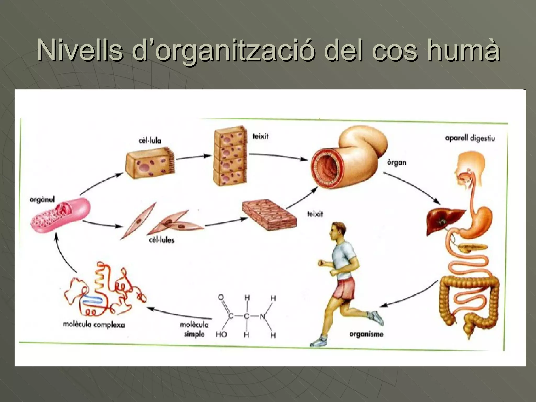 el cos humà -primera part | PPT