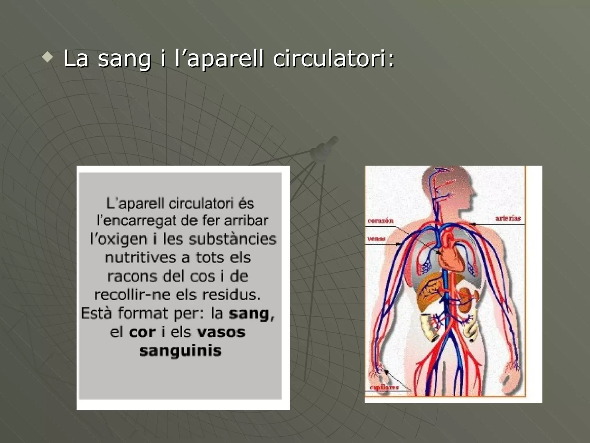el cos humà -primera part | PPT
