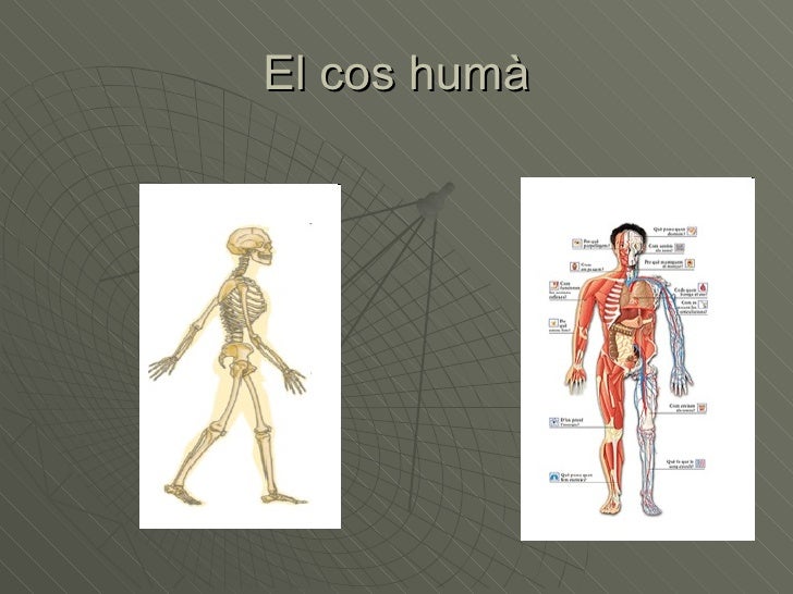 el cos humà -primera part