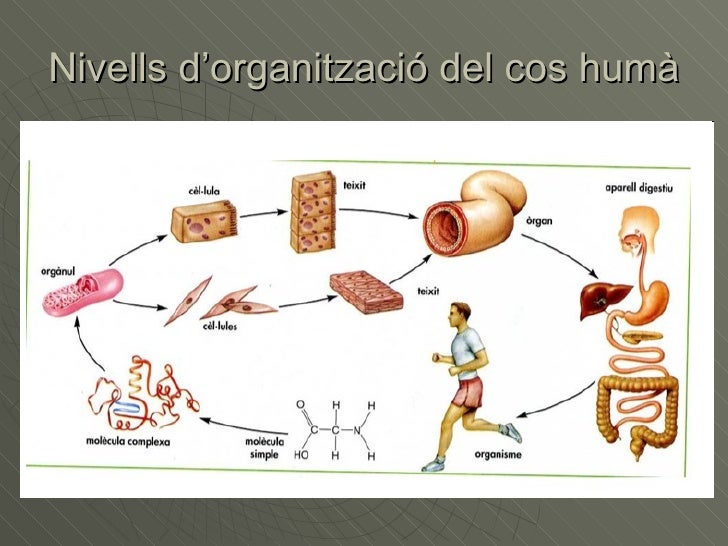 el cos humà -primera part
