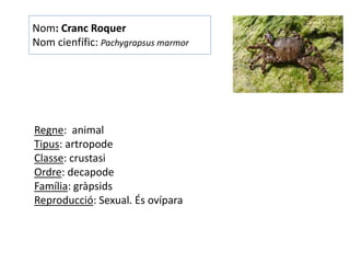 Presentació expe cranc_roquer | PPTX