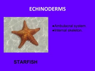 Invertebrates presentation | PPT
