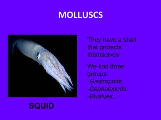 Invertebrates presentation | PPT