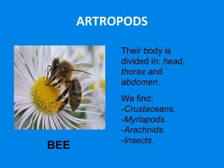 Invertebrates presentation | PPT
