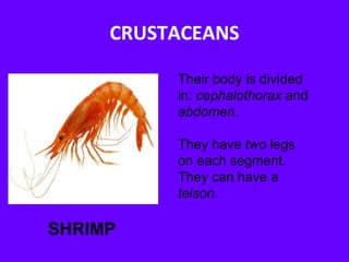 Invertebrates presentation | PPT