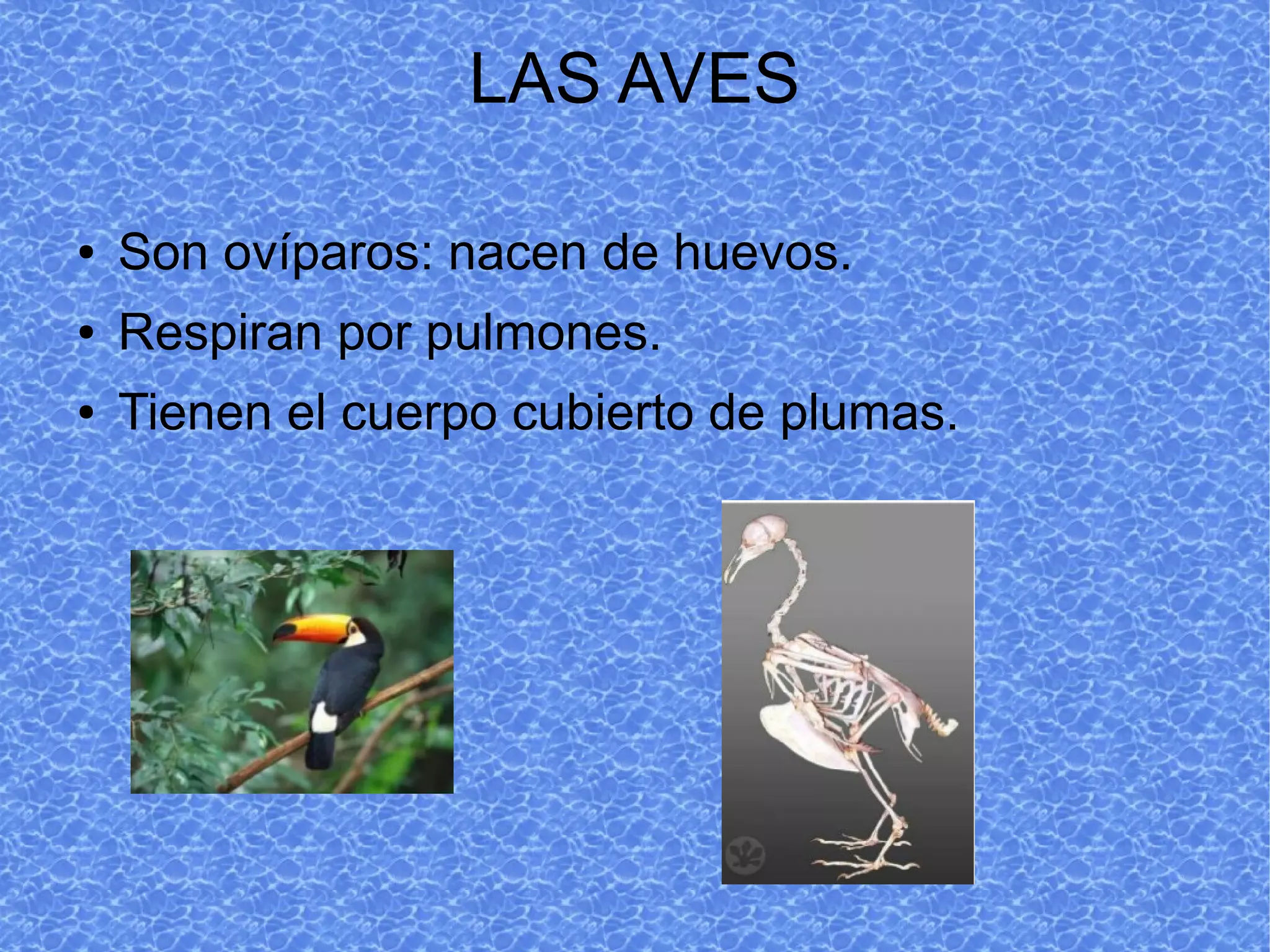 Presentación: Animales vertebrados e invertebrados | ODP | Reptiles | Pets